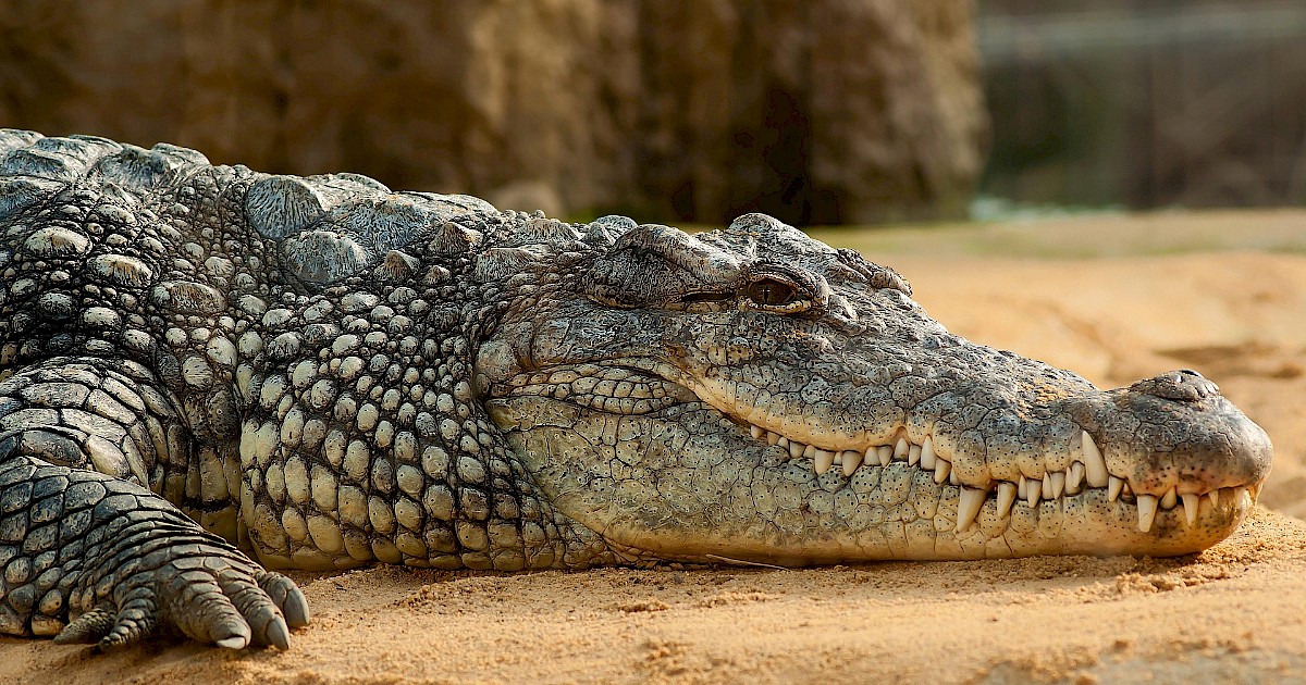 Acolo unde Sahara ascunde viață: oaza misterioasă a crocodililor din ...