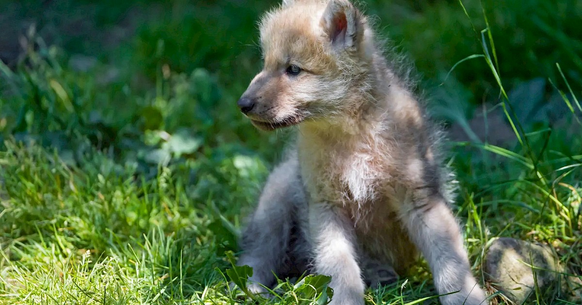 Doi pui de lup arctic s-au născut în premieră națională la Zoo Oradea ...