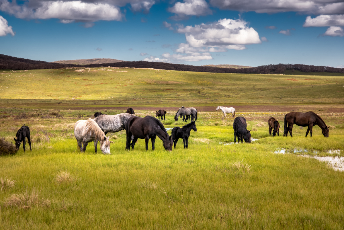 Cele mai periculoase animale din Australia: statisticile spun altceva ...