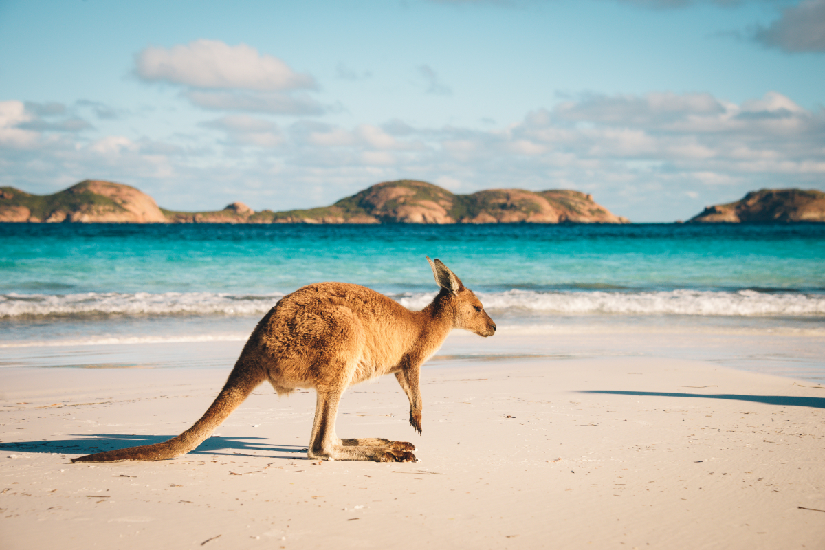 Cele mai periculoase animale din Australia: statisticile spun altceva ...