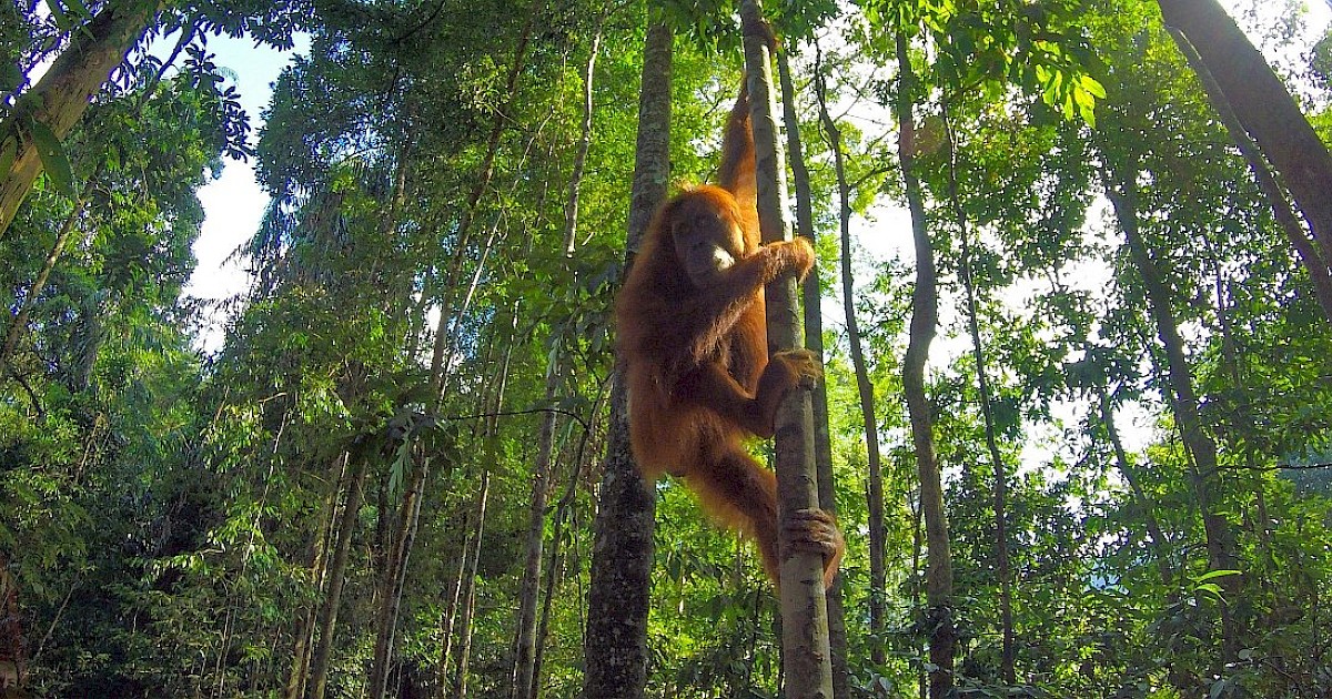 Incredibil: un urangutan și-a tratat propria rană cu ierburi medicinale ...