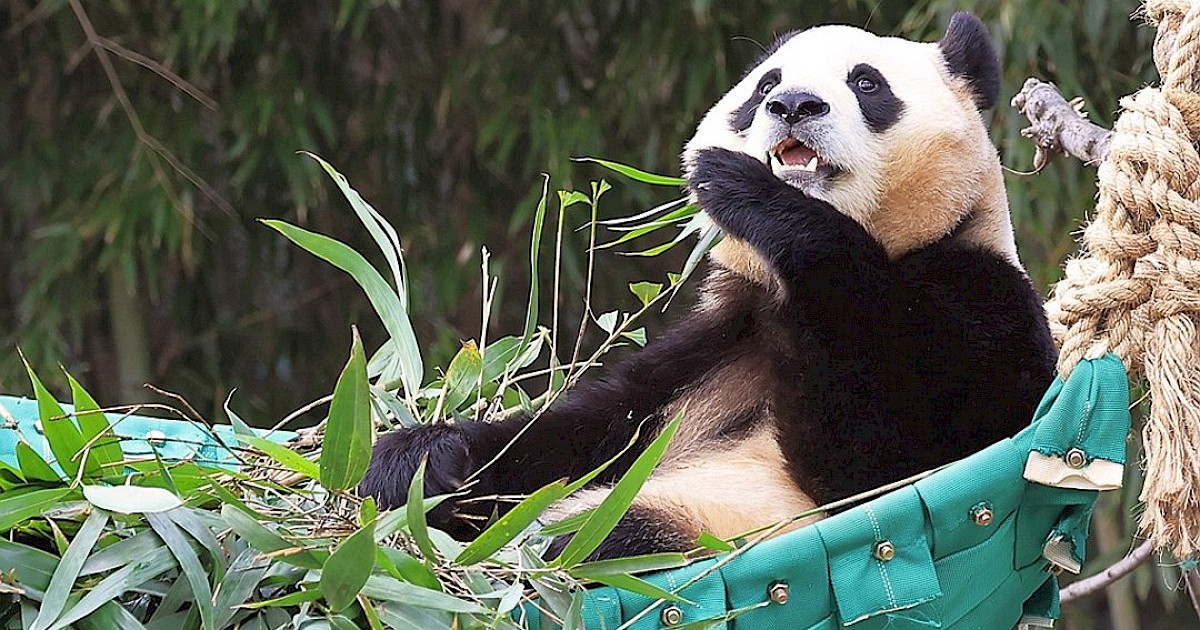Sud-coreenii și-au luat rămas bun de la un îndrăgit urs panda - Drive ...