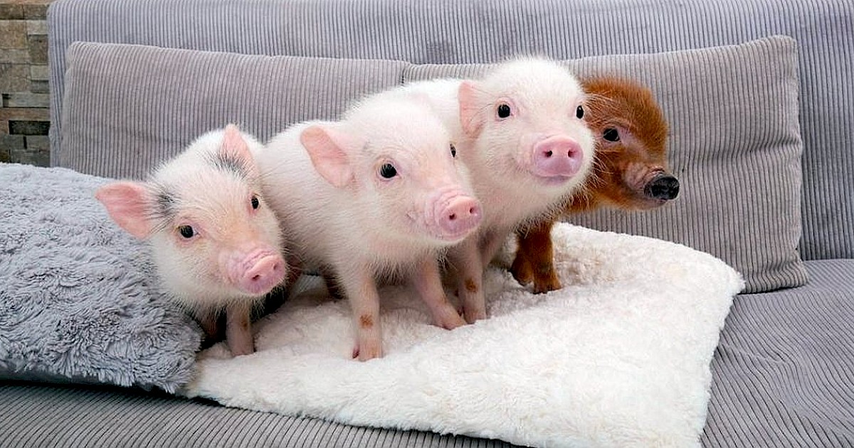 Cafenele japoneze cu animale exotice - Drive Magazine