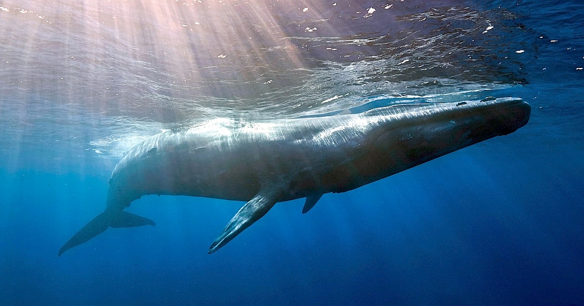 În premieră absolută, o balenă albastră este filmată în timp ce își ...