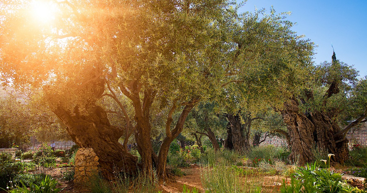 „Copacul pierdut” din Biblie a răsărit dintr-o sămânță veche de o mie ...