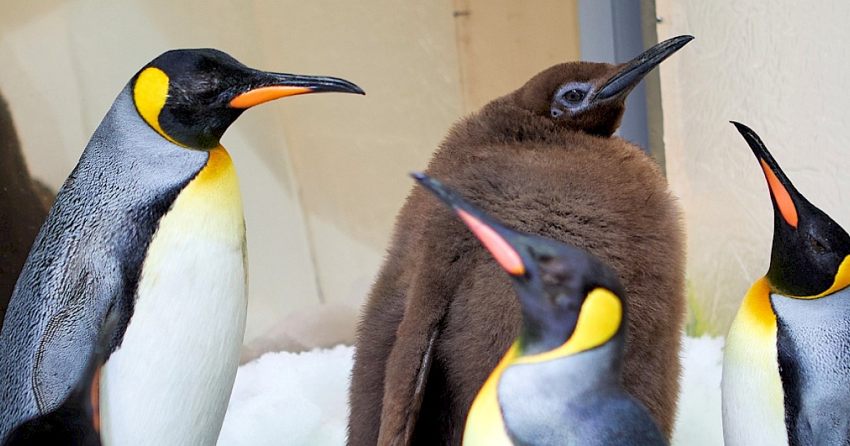 Un pui de pinguin supraponderal a devenit vedeta reţelelor de ...