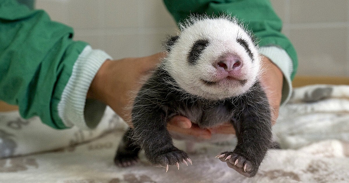 Puii gemeni de panda născuţi la Zoo-Berlin pot fi deja admiraţi de ...