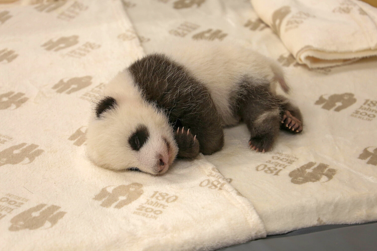 Puii gemeni de panda născuţi la Zoo-Berlin pot fi deja admiraţi de ...