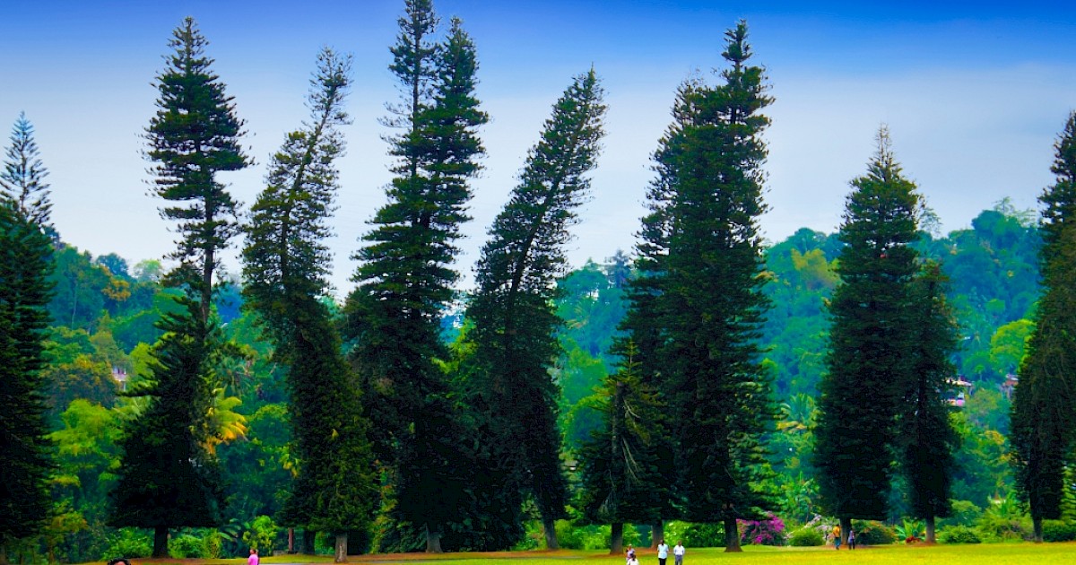 Încă nu se știe care este motivul pentru care cel mai ciudat pin din ...